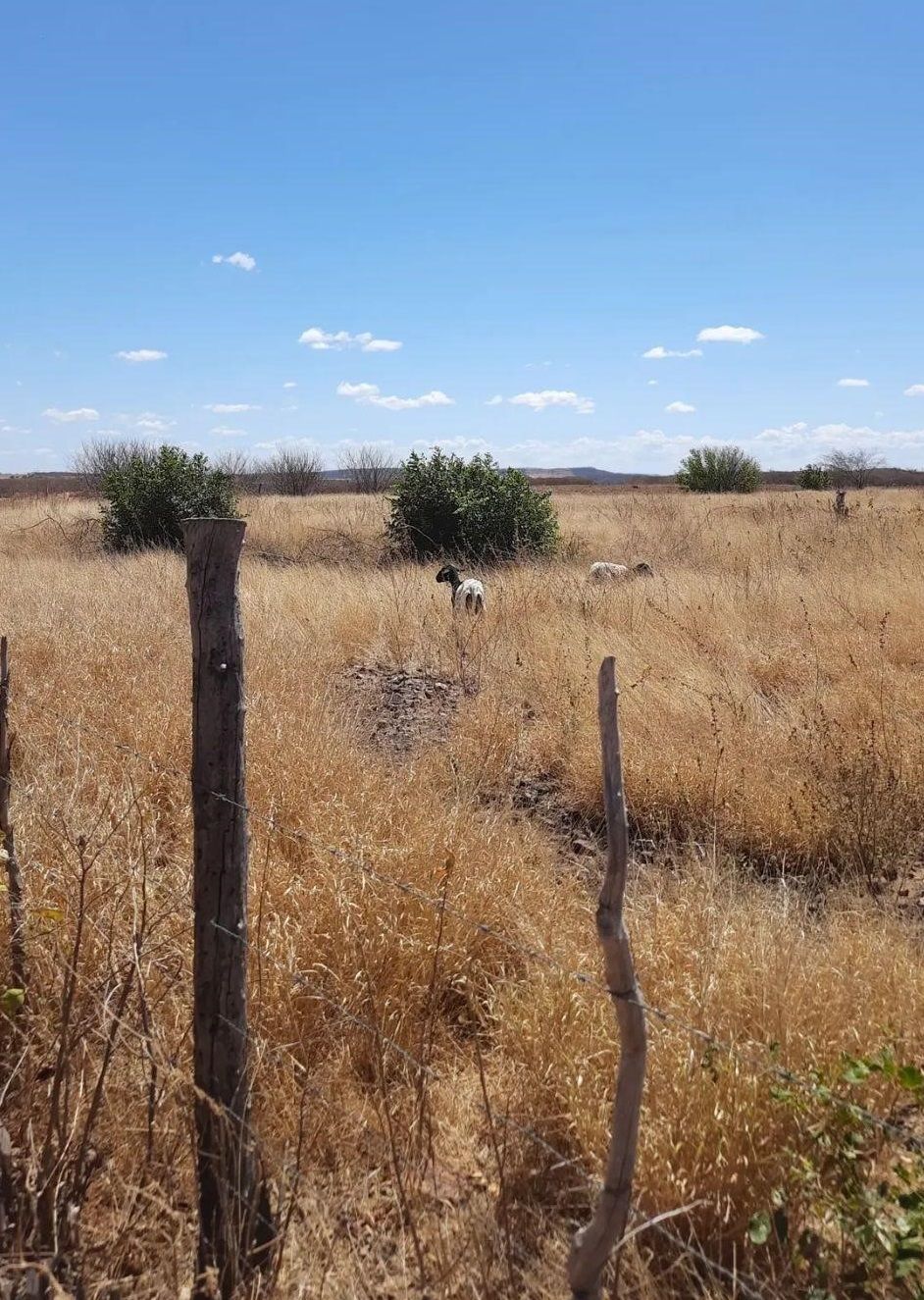 Como as Big Techs aprofundam a seca no Nordeste - Jornal O Futuro